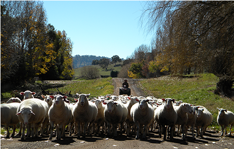 Smithston Farms, Glencoe, New South Wales | White Suffolk, Border ...