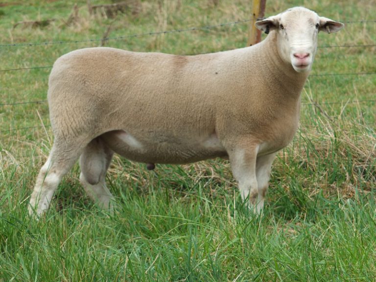 Smithston Farms | White Suffolks | Sires